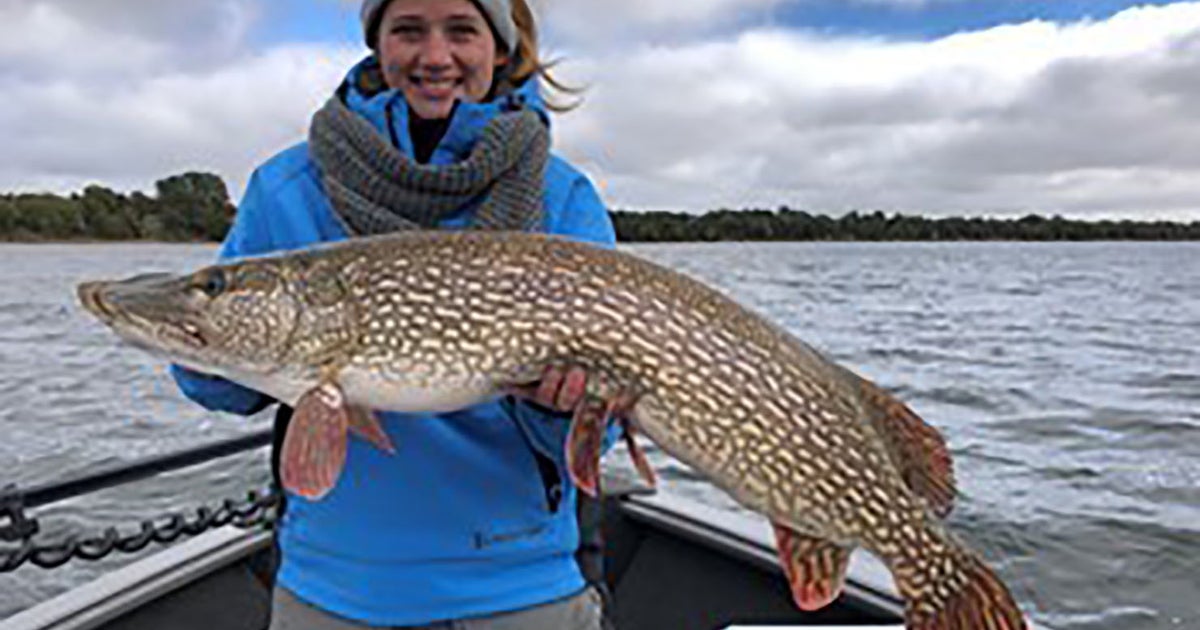 Angler Sets 1st Northern Pike State Catch-And-Release Record - CBS ...