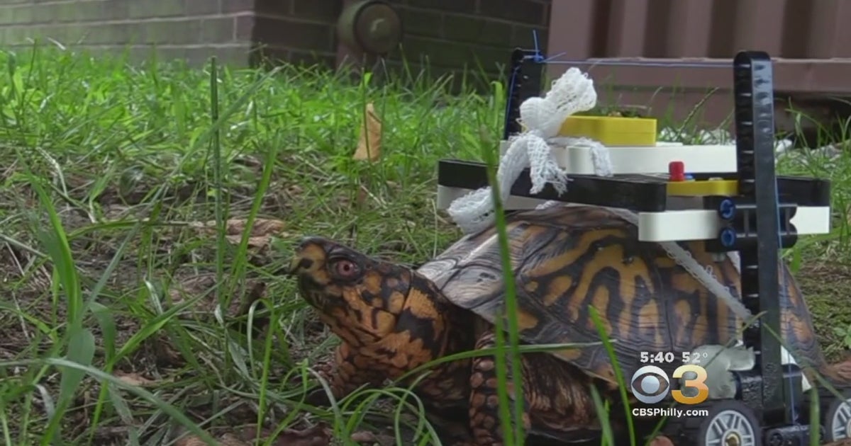 Wild Turtle With Broken Shell Has Lego Wheelchair Removed - CBS ...