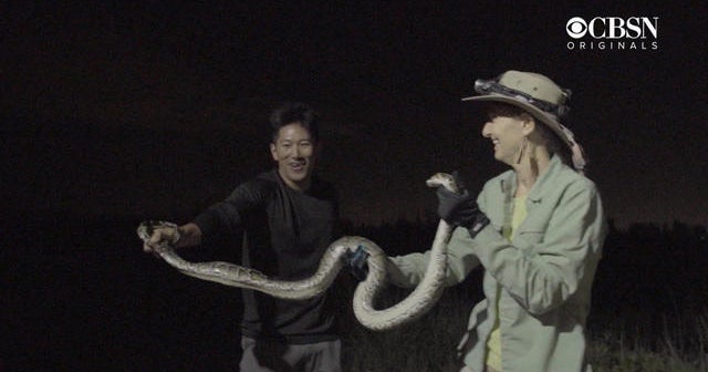 The fight against Burmese pythons in the Florida Everglades - CBS News
