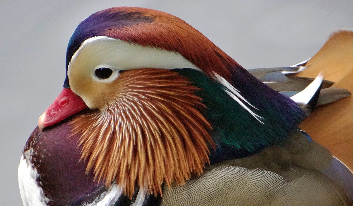 Fowl Play? Rare Mandarin Duck Missing From Central Park - CBS New York