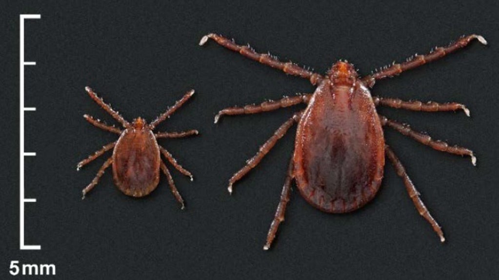 Asian Longhorned Tick Spotted In New Hampshire For First Time - CBS Boston