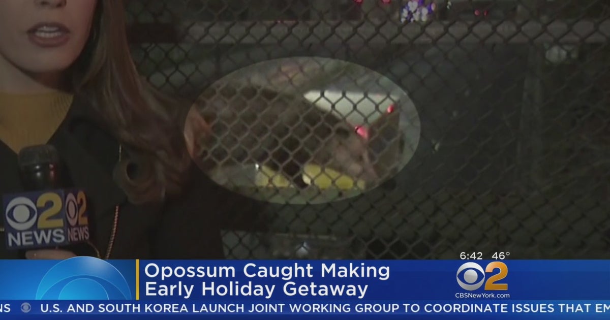 SEE IT: Opossum Scurries Through CBS2's Live Shot In New Jersey - CBS ...
