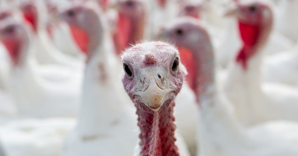 Keller @ Large: Top National Turkeys Of 2018 - CBS Boston