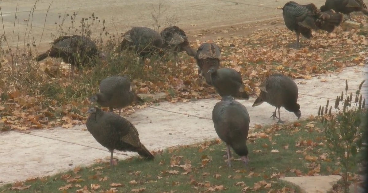How Are Wild Turkeys Able To Thrive In The Twin Cities? - CBS Minnesota