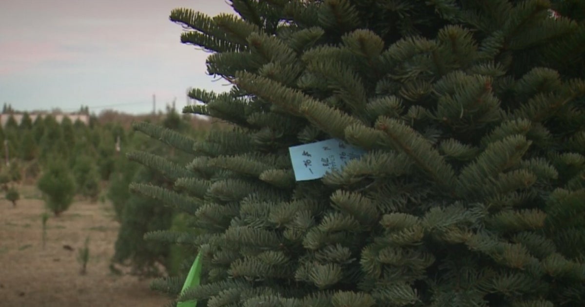 SMUD Partners With Cub Scouts To Recycle Christmas Trees - CBS Sacramento