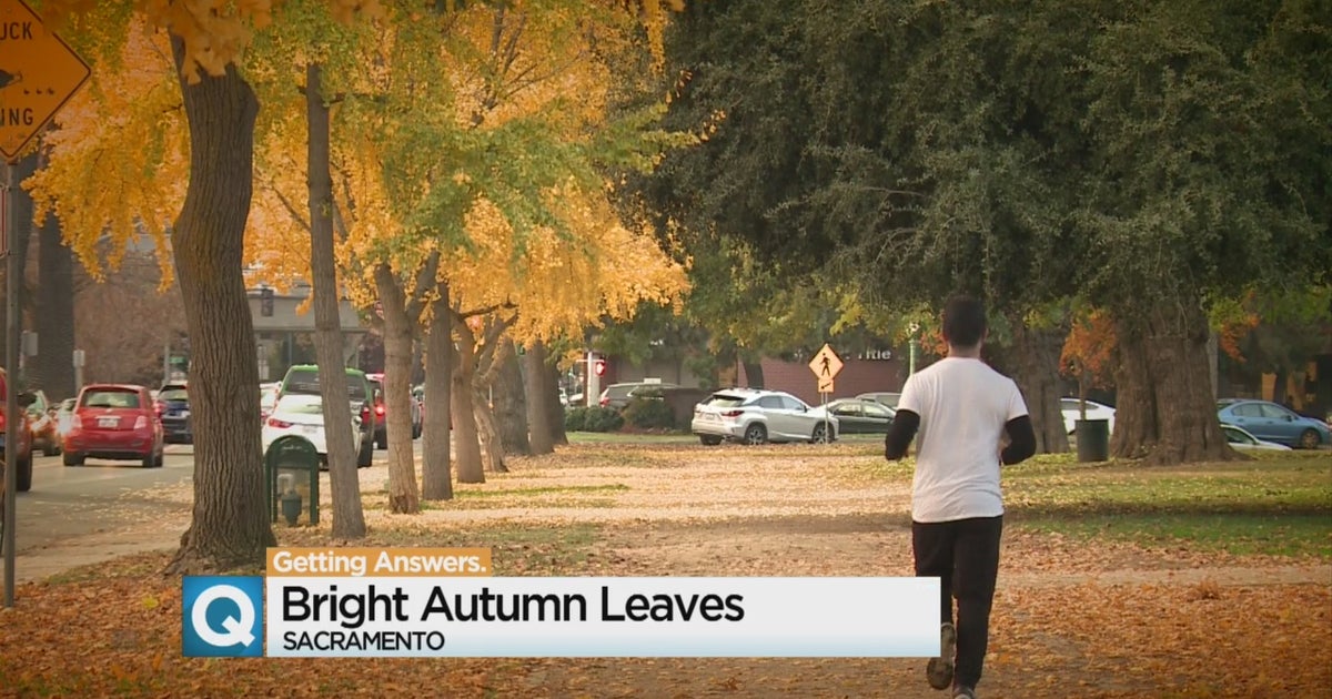 Why Are The Sacramento Fall Leaves So Colorful? - CBS Sacramento