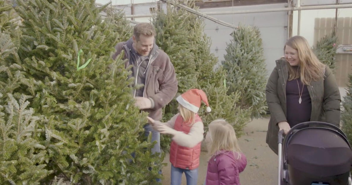 Real or fake? Christmas tree competition heats up - CBS News