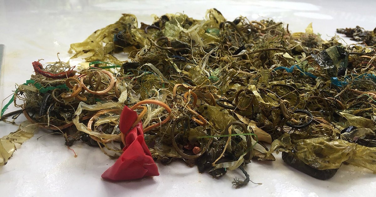 Microplastics Found In Gut Of Every Sea Turtle In New Study - Good Day ...