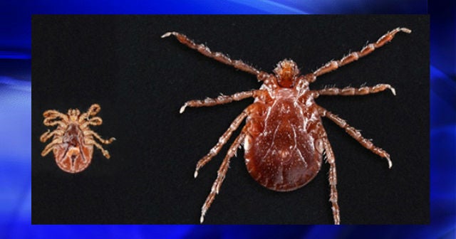 Invasive Asian Longhorned Tick Spreads, Worrying Scientists - CBS Baltimore
