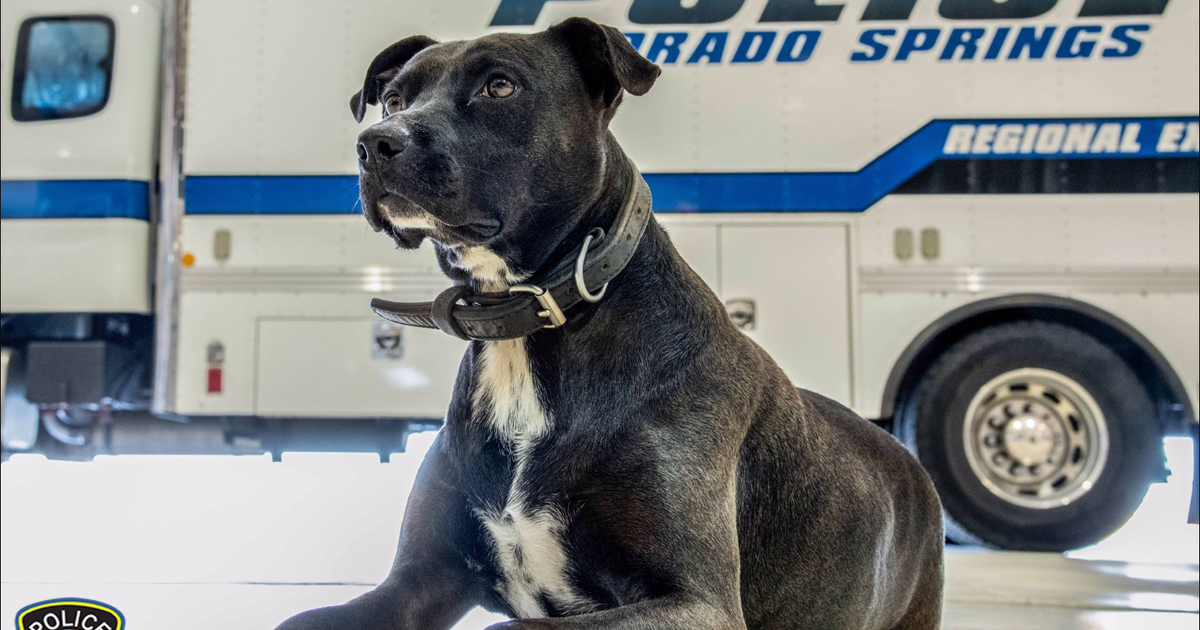 Police K9s Wrap Up Explosive Device Testing & Training - CBS Colorado