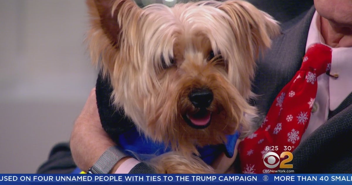 Furry Friend Finder: Murphy And Archie - CBS New York