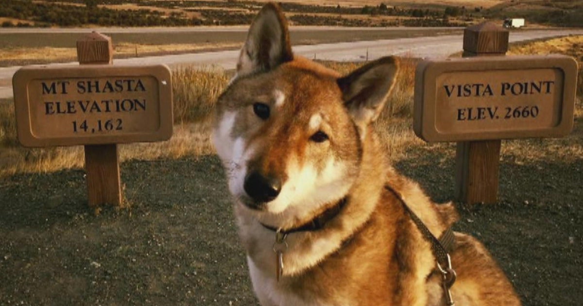 Massachusetts man takes ailing dog on cross-country road trip for one ...