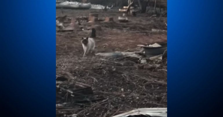 Family Finds Cat Alive A Month After Camp Fire - CBS San Francisco