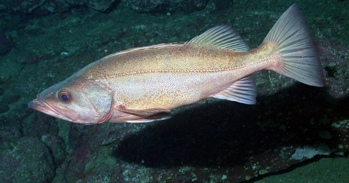 Catch Limits Increase For Key West Coast Groundfish Species - CBS San ...