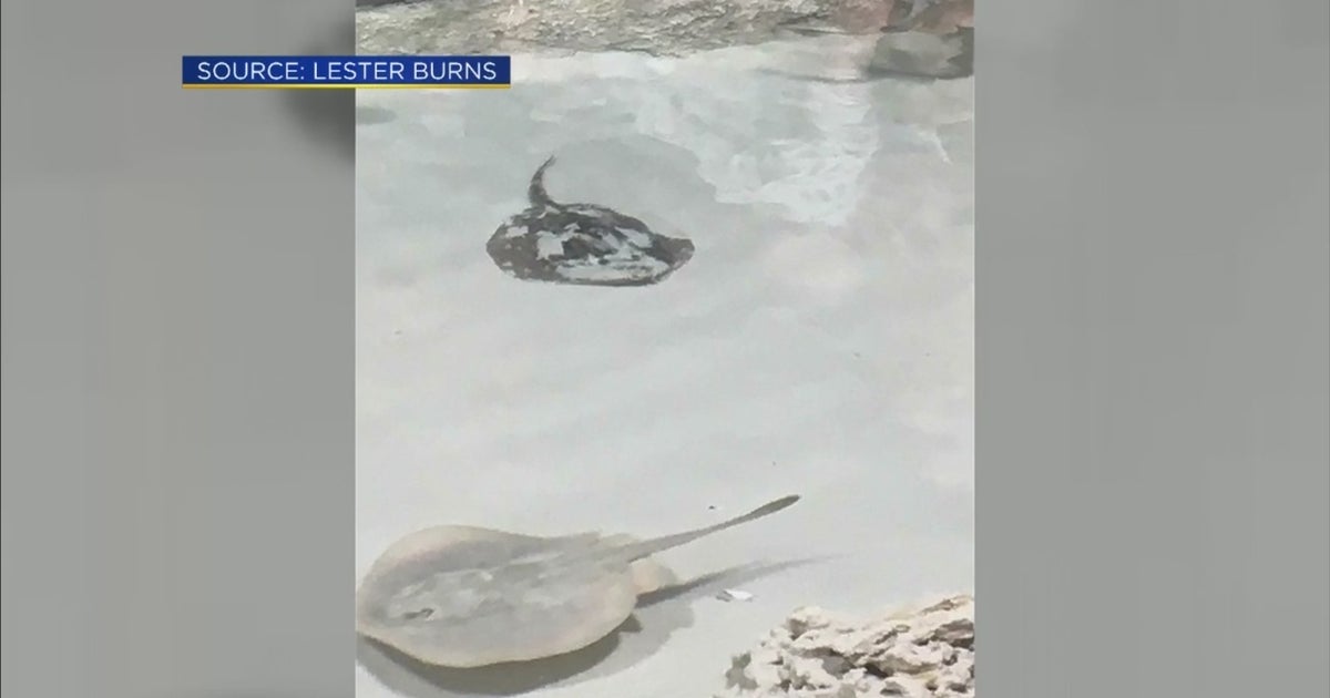 Less Than Month After Opening, Stingray Dies at SeaQuest Folsom - CBS ...