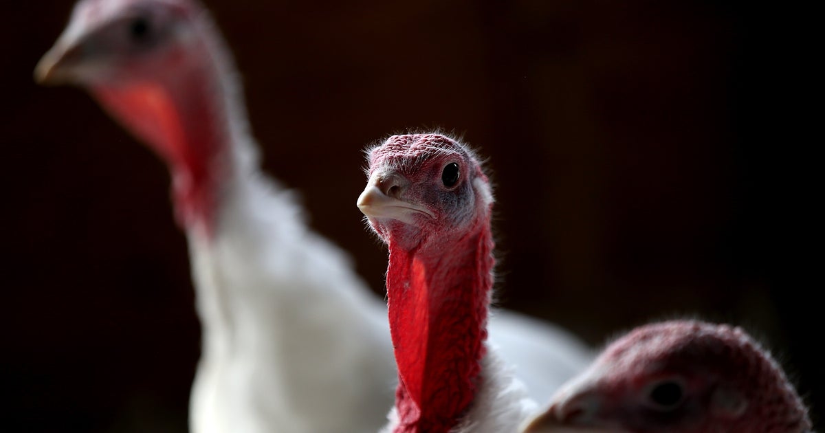 11 charged with animal abuse at several turkey farms across central and ...