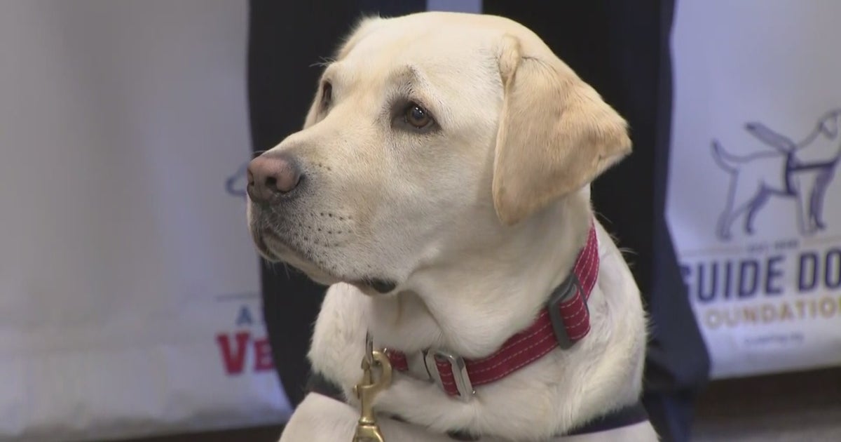 Sully The Service Dog Returns To Long Island - CBS New York