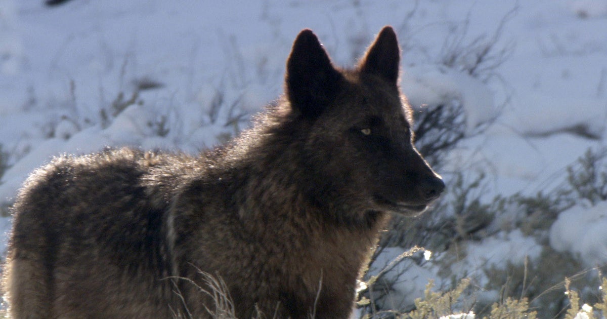 Well-known wolf "Spitfire" killed outside Yellowstone National Park ...