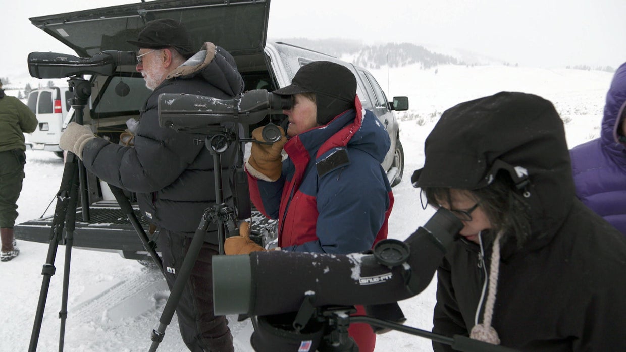 The return of wolves to Yellowstone Park - 60 Minutes - CBS News