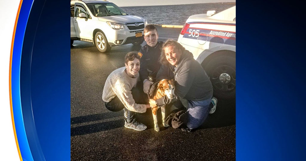 Good Samaritans And Police Rescue Lost Dog From Drowning In Great South ...