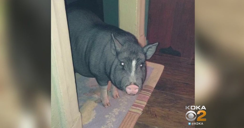 Owner Believes Her Pet Pig Was Poisoned With Antifreeze - CBS Pittsburgh