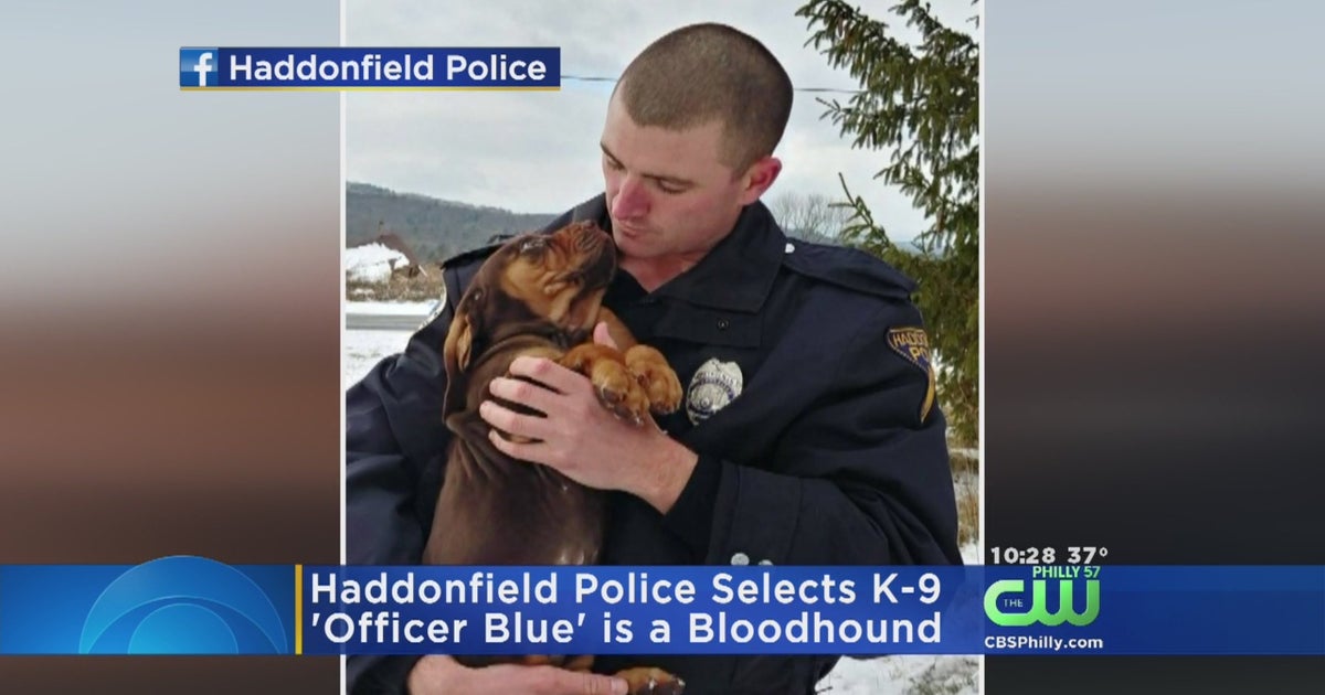 New Canine Joining Haddonfield Police Force - CBS Philadelphia