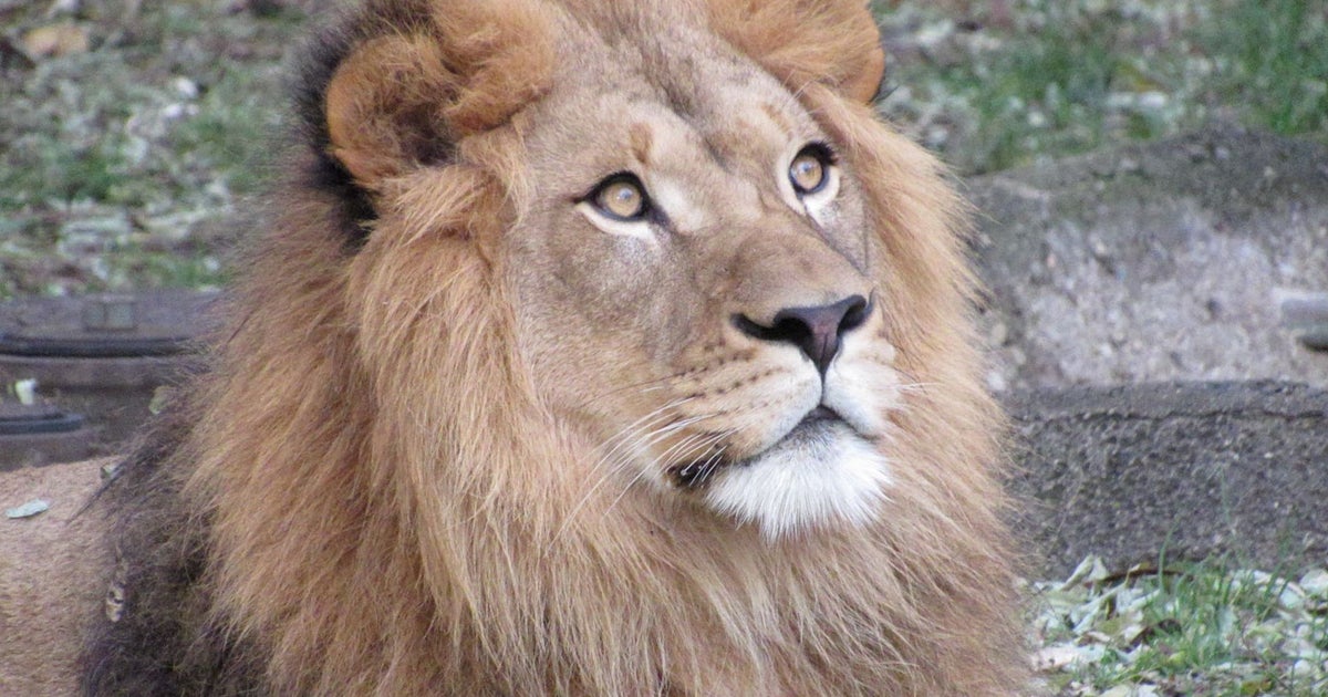 Denver Zoo Welcomes New Lion 'Tobias' - CBS Colorado