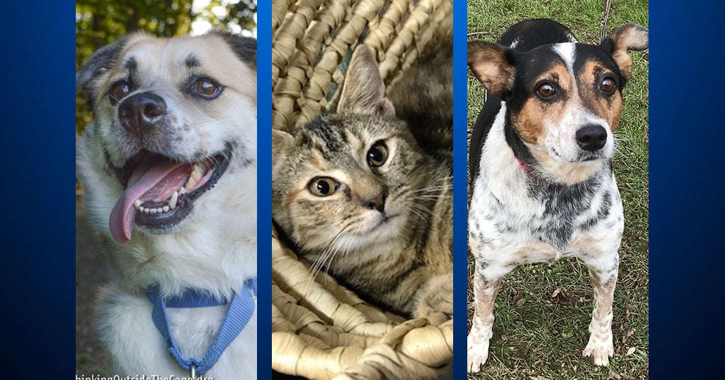 Furry Tails: Freckles, Aspen & Some Adorable Kittens Are Waiting For ...