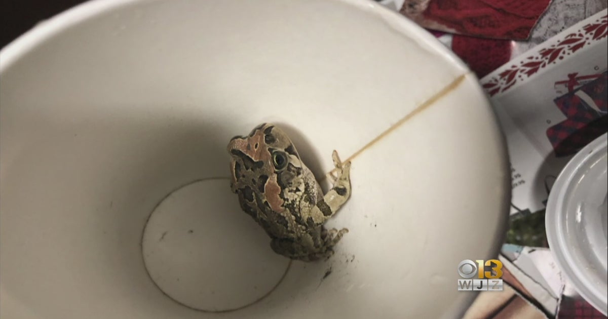 Toad Hitches Ride From South Africa To Baltimore In Sneaker - CBS Baltimore