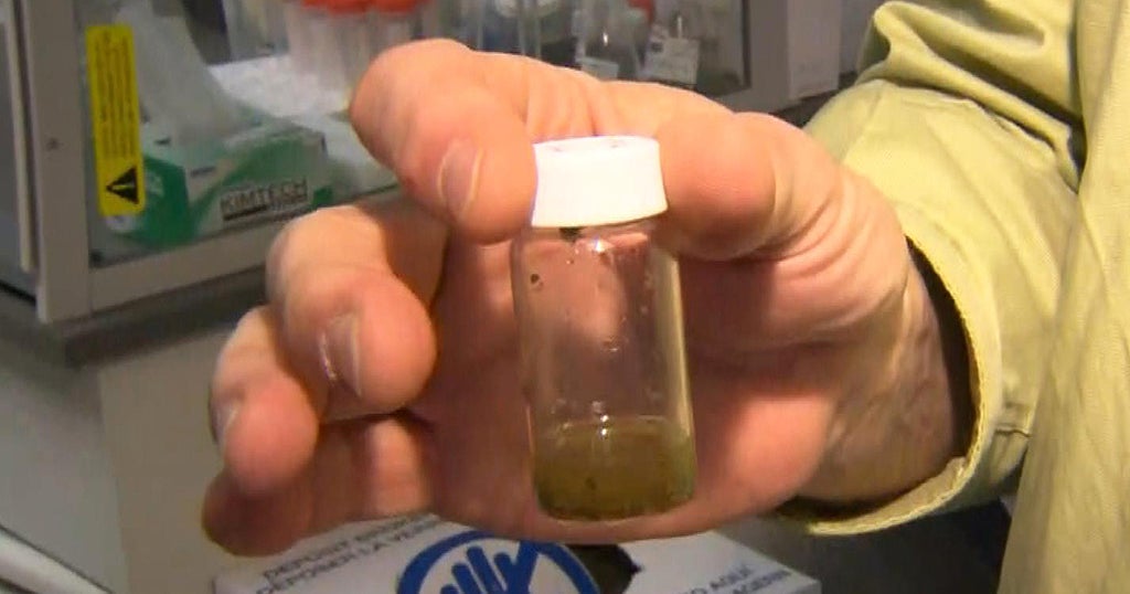 I-Team: How Are Marijuana Labs Supposed To Dispose Of Weed? - CBS Boston