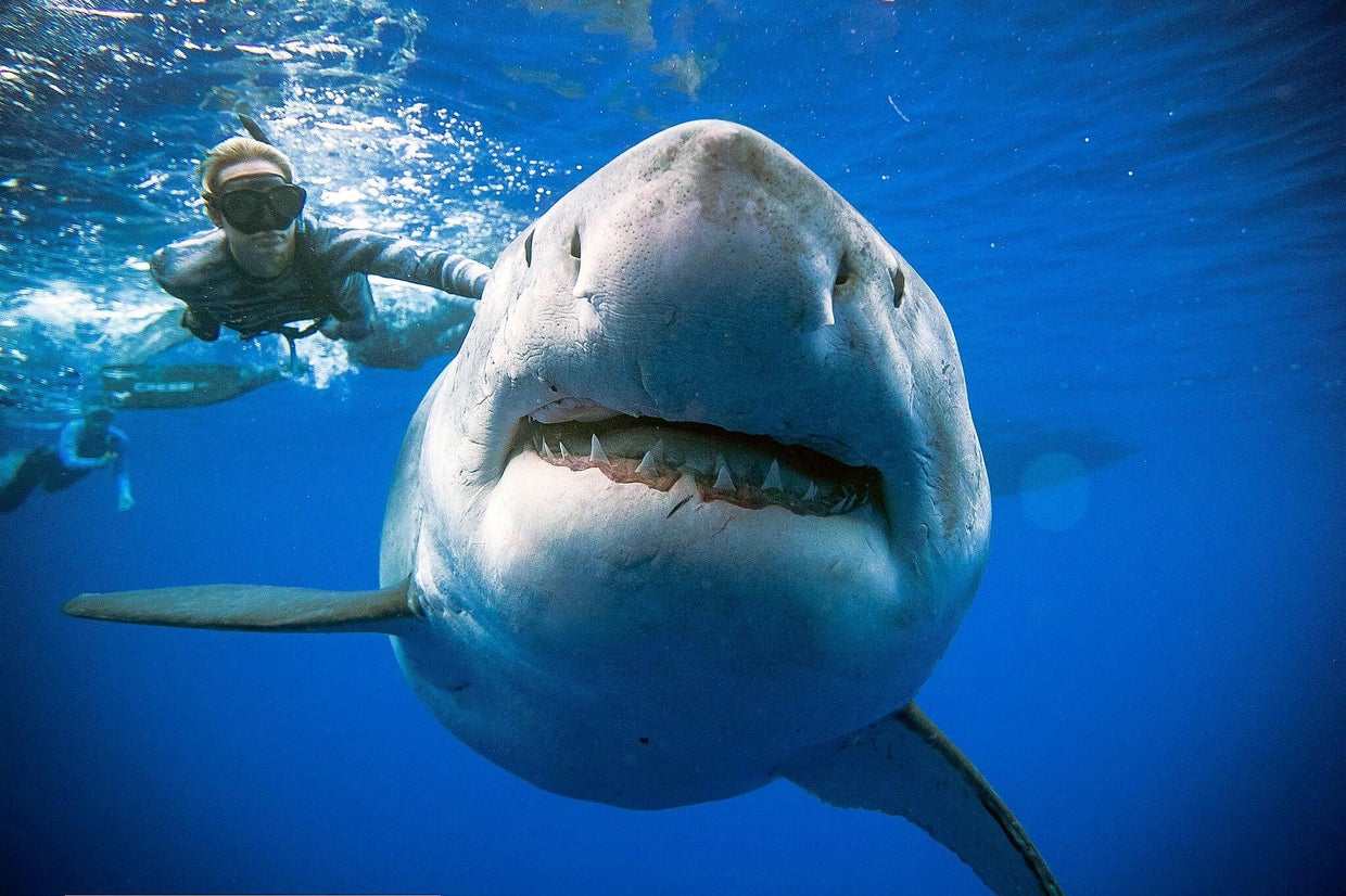 Great white shark "Deep Blue," thought to be world's biggest, seen off ...