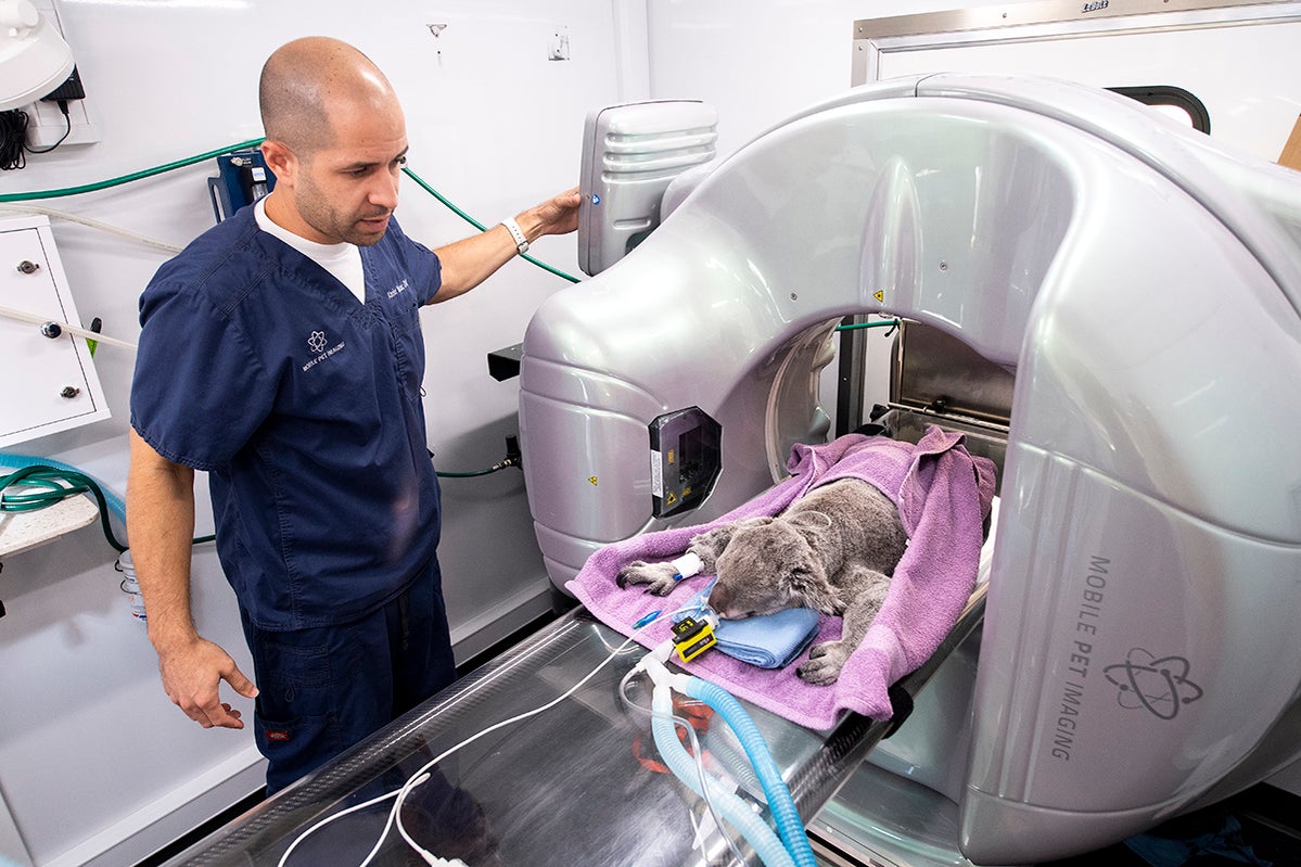PIX: Koala Undergoes Health Exam At Zoo Miami