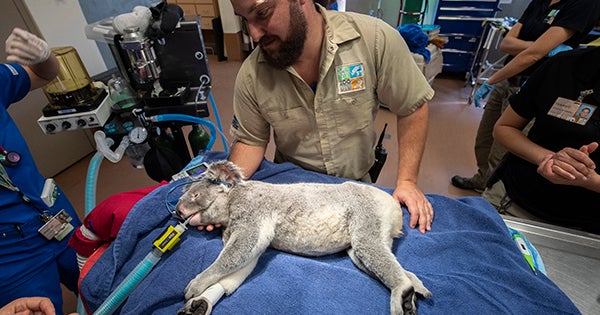 PIX: Koala Undergoes Health Exam At Zoo Miami