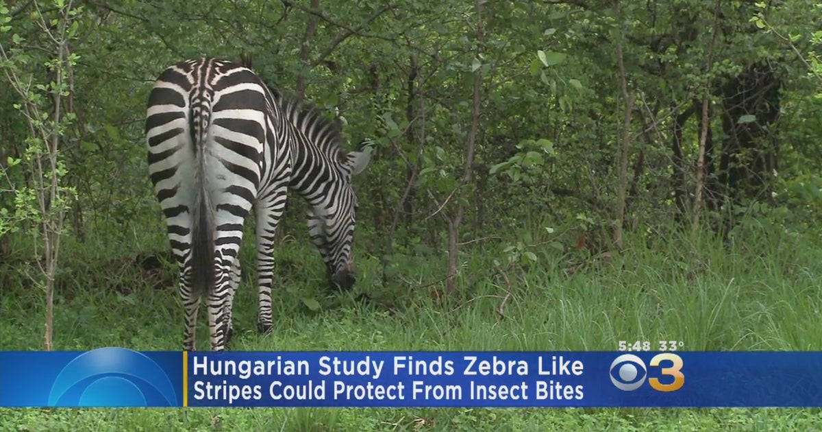 Wearing Stripes Could Protect Humans From Insects, Study Finds - CBS ...