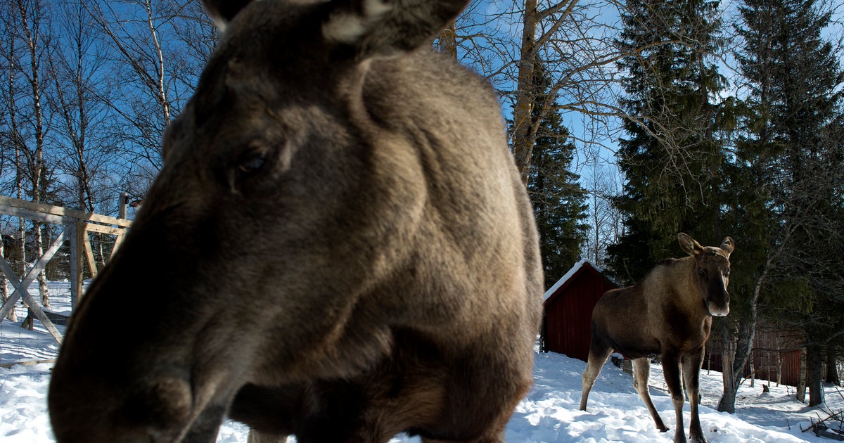 Video: Moose Chases Snowboarders At Breckenridge Ski Resort - CBS Colorado