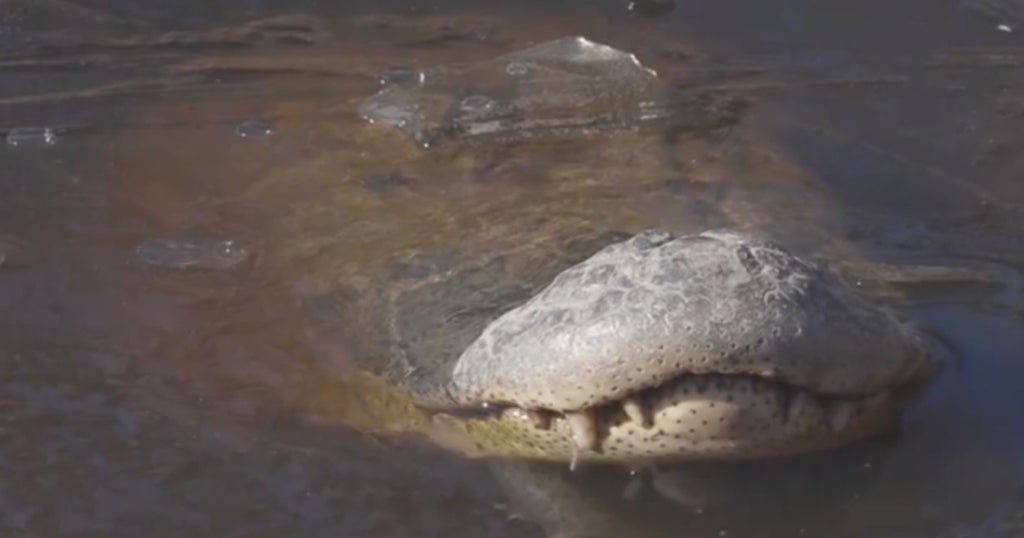 Alligators Freeze In Swamp With Noses Poking Out Of Ice - CBS Sacramento