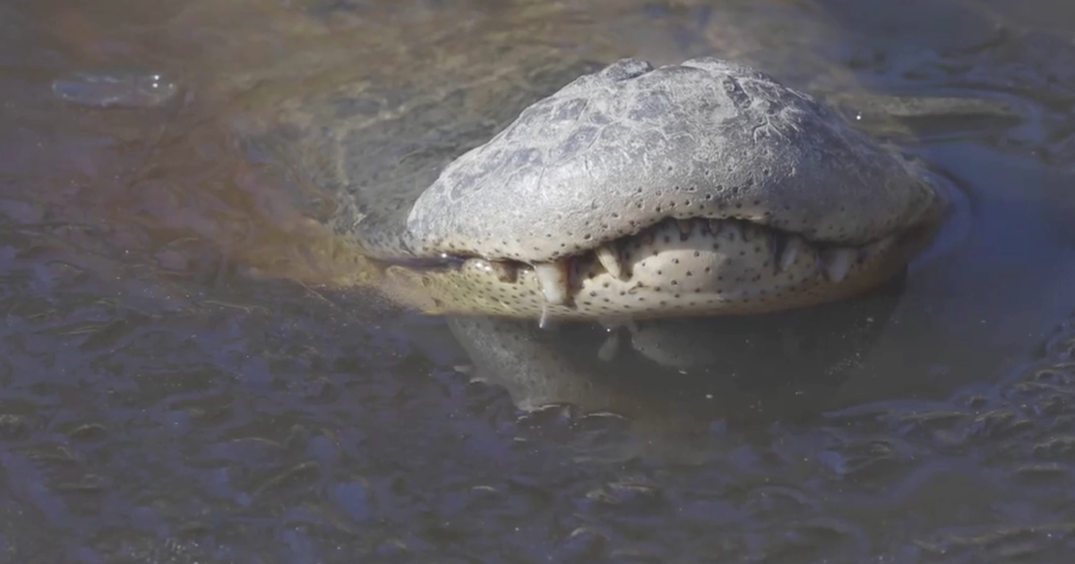 Alligators frozen: Alligators freeze in North Carolina swamp with noses ...