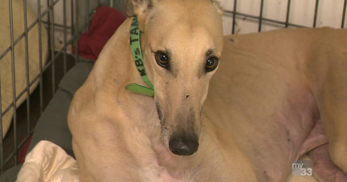 Race Is On To Find Homes For Florida's Greyhound Racing Dogs - CBS Miami