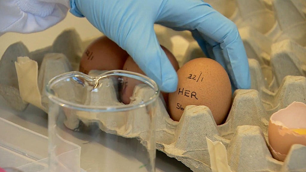 Researchers Find Way For Chickens To Lay Eggs Filled With Cancer ...