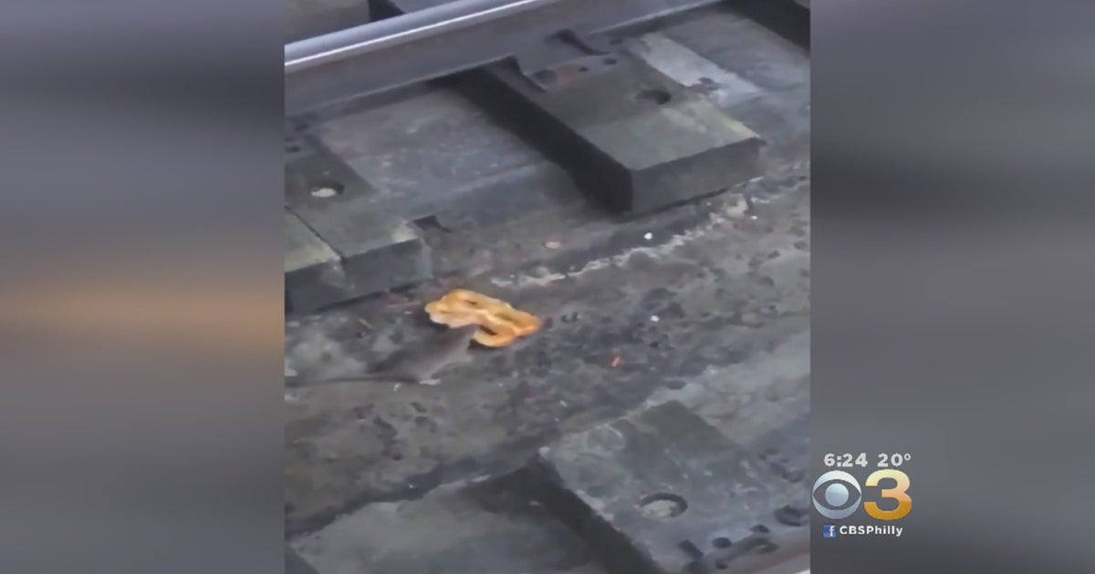 Meet Philly's 'Soft Pretzel Rat' - CBS Philadelphia