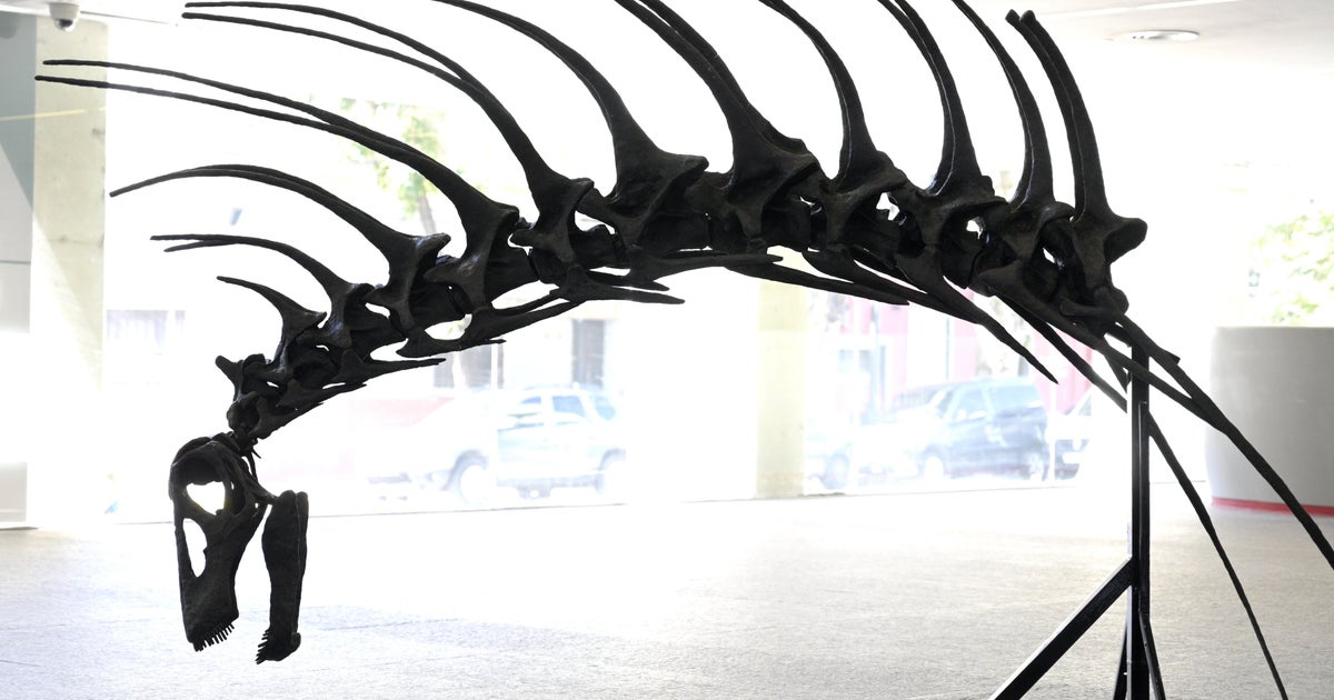 Bajadasaurus pronuspinax: Dinosaur that used spiny back to defend ...