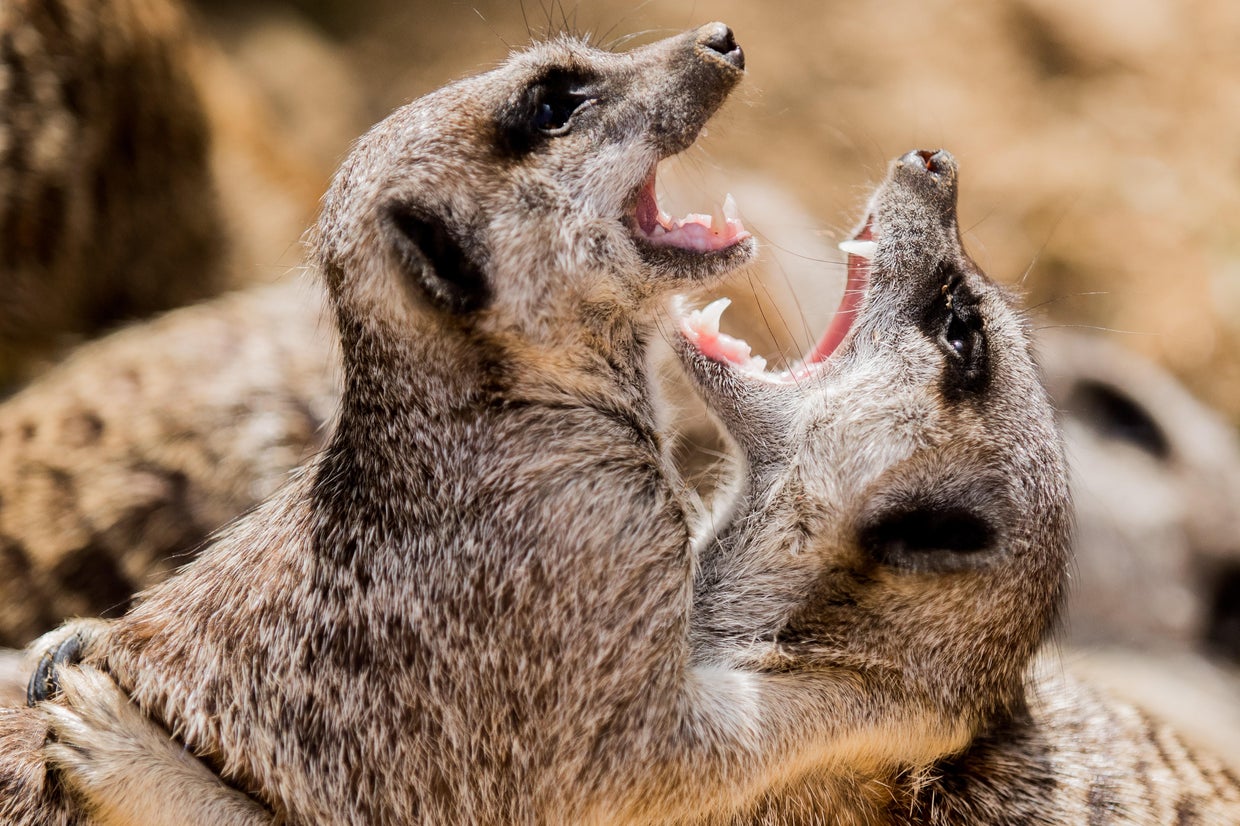 All 5 meerkats at Philadelphia Zoo died within days; officials suspect ...