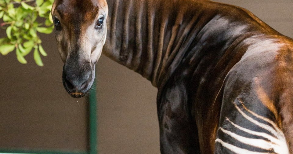 New Exhibit Coming To The Sacramento Zoo Next Week - Good Day Sacramento