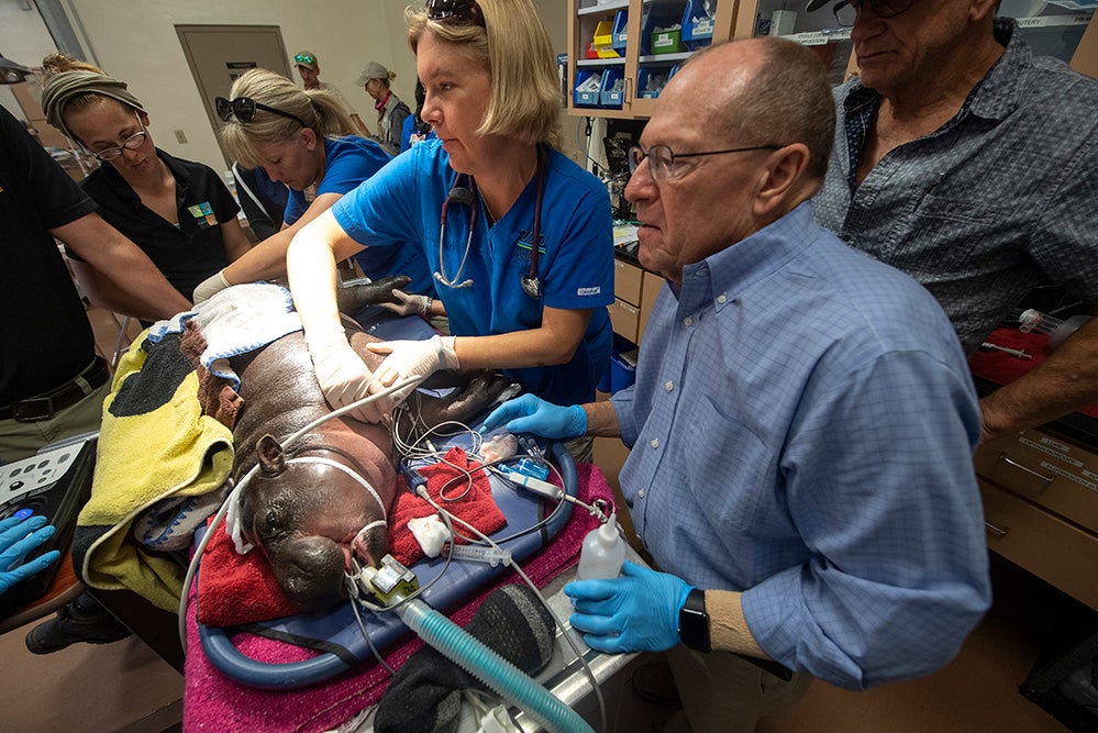 PIX: Zoo Miami's Young Pygmy Hippo Undergoes Medical Exam