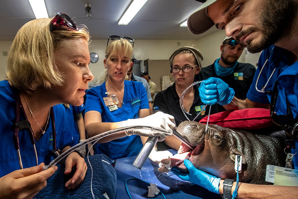 PIX: Zoo Miami's Young Pygmy Hippo Undergoes Medical Exam