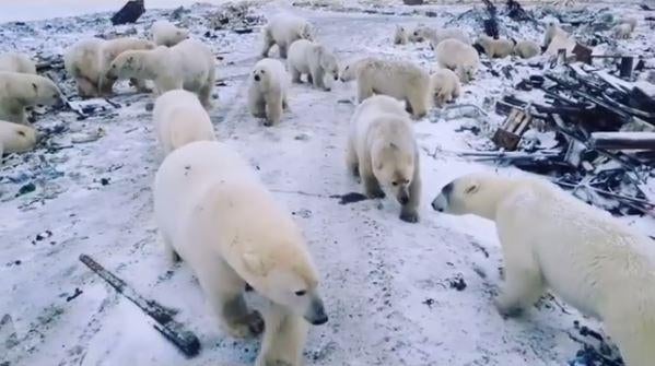 Russia polar bear "invasion" in Novaya Zemlya sparks emergency ...