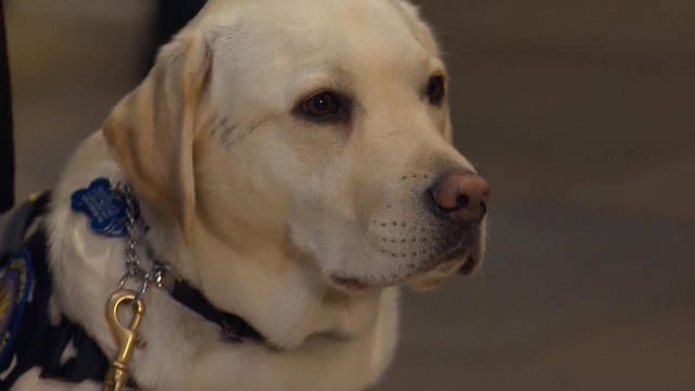 Sully, Bush's service dog at the end of his life, to work with veterans ...