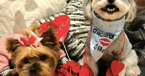Dog speed dating: New York dogs go speed dating to find love before ...