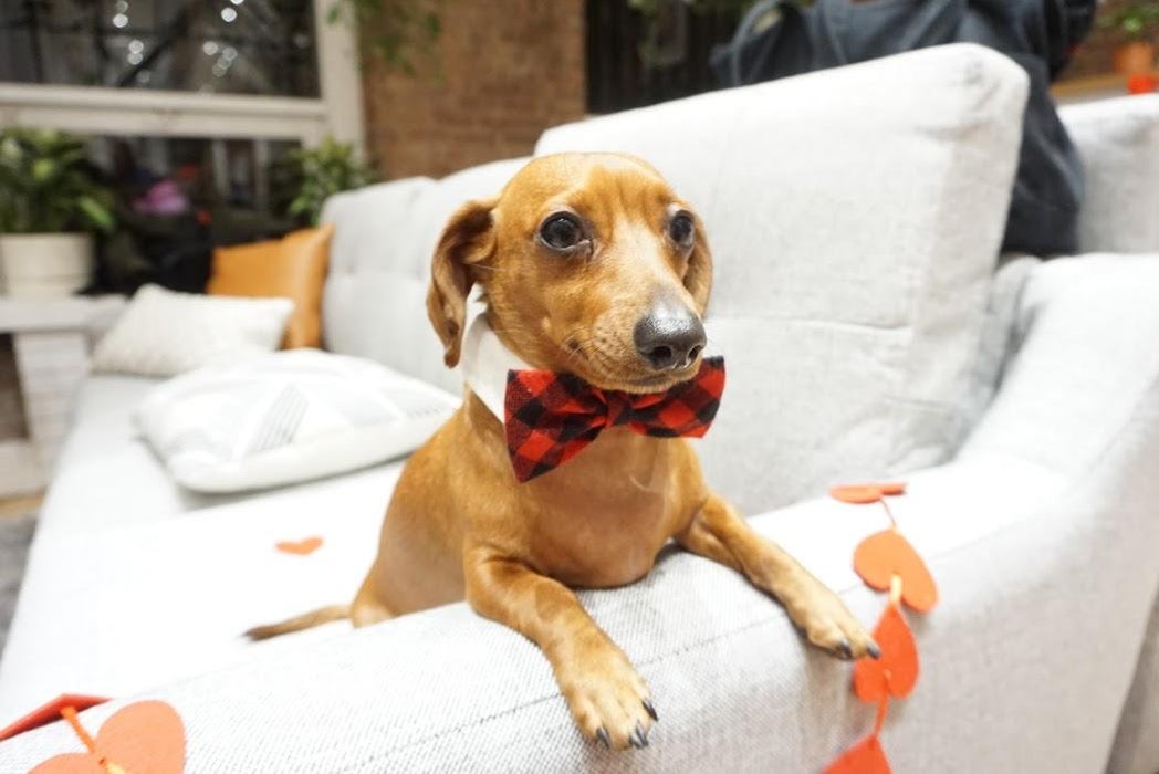 Dog speed dating: New York dogs go speed dating to find love before ...
