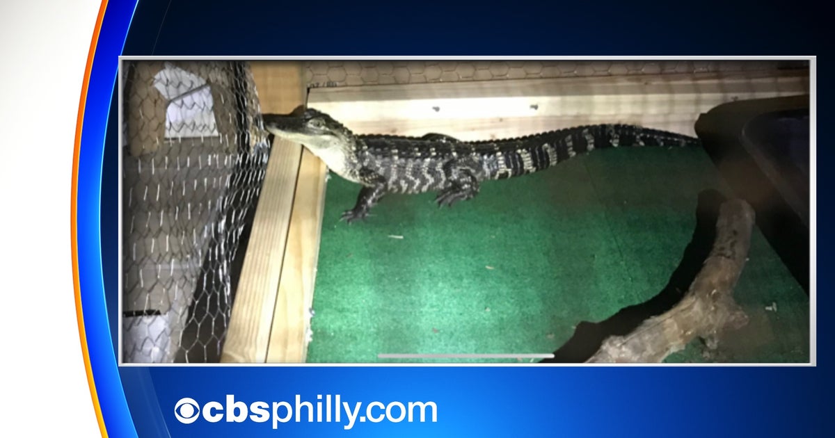 Alligator Found Among Numerous Amounts Of Drugs In Alleged Dealers ...